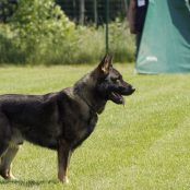 K9 ATF – K9 Academy Training Facility – Law Enforcement & General Obedience