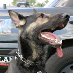 K9 ATF – K9 Academy Training Facility – Law Enforcement & General Obedience