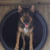 K9 ATF – K9 Academy Training Facility – Law Enforcement & General Obedience